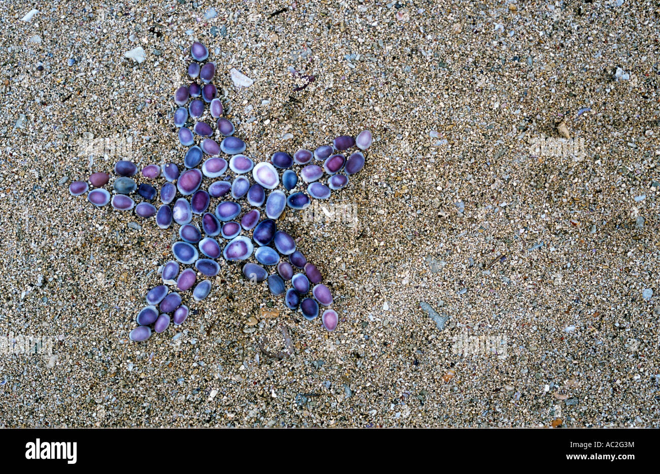 Shells and starfish Stock Photo - Alamy
