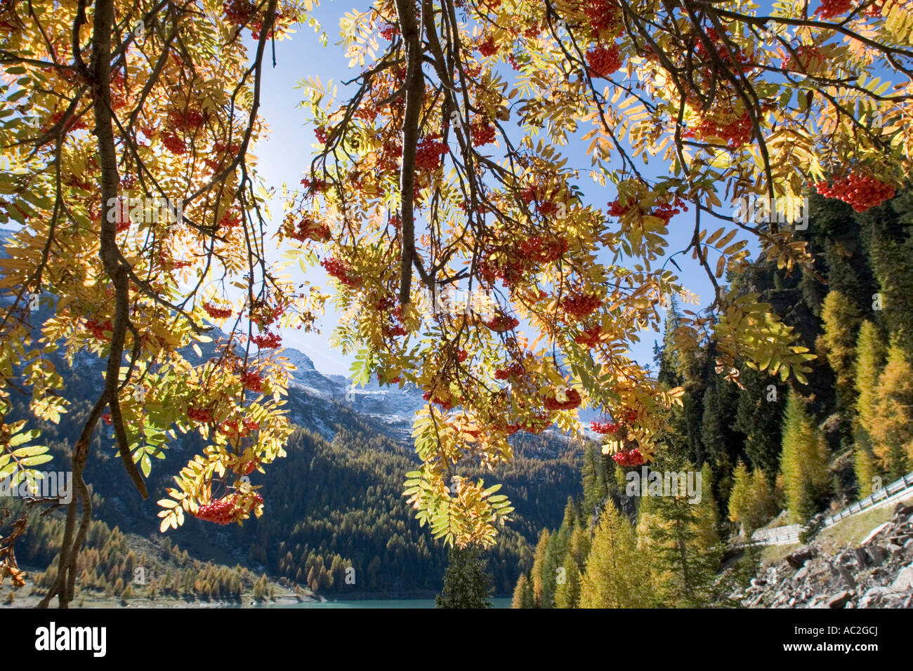 Berries - rowan or mountain-ash tree (genus Sorbus or family Rosaceae ...