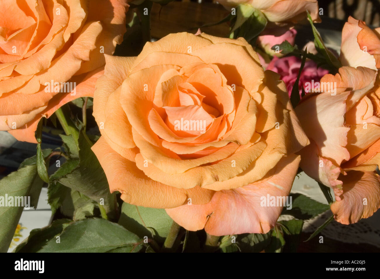 Apricot Roses High Resolution Stock Photography and Images - Alamy