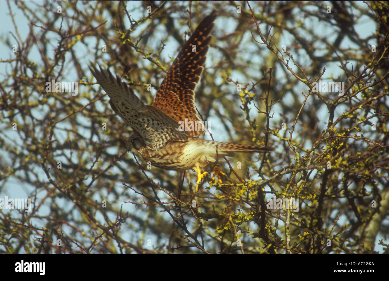 Female Kestrel taking off Stock Photo - Alamy