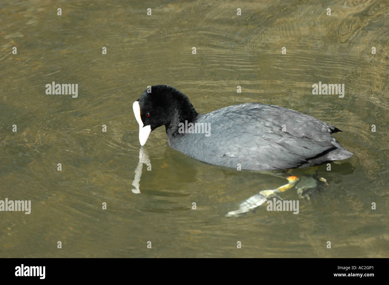 Coot swimming in clear water Stock Photo - Alamy