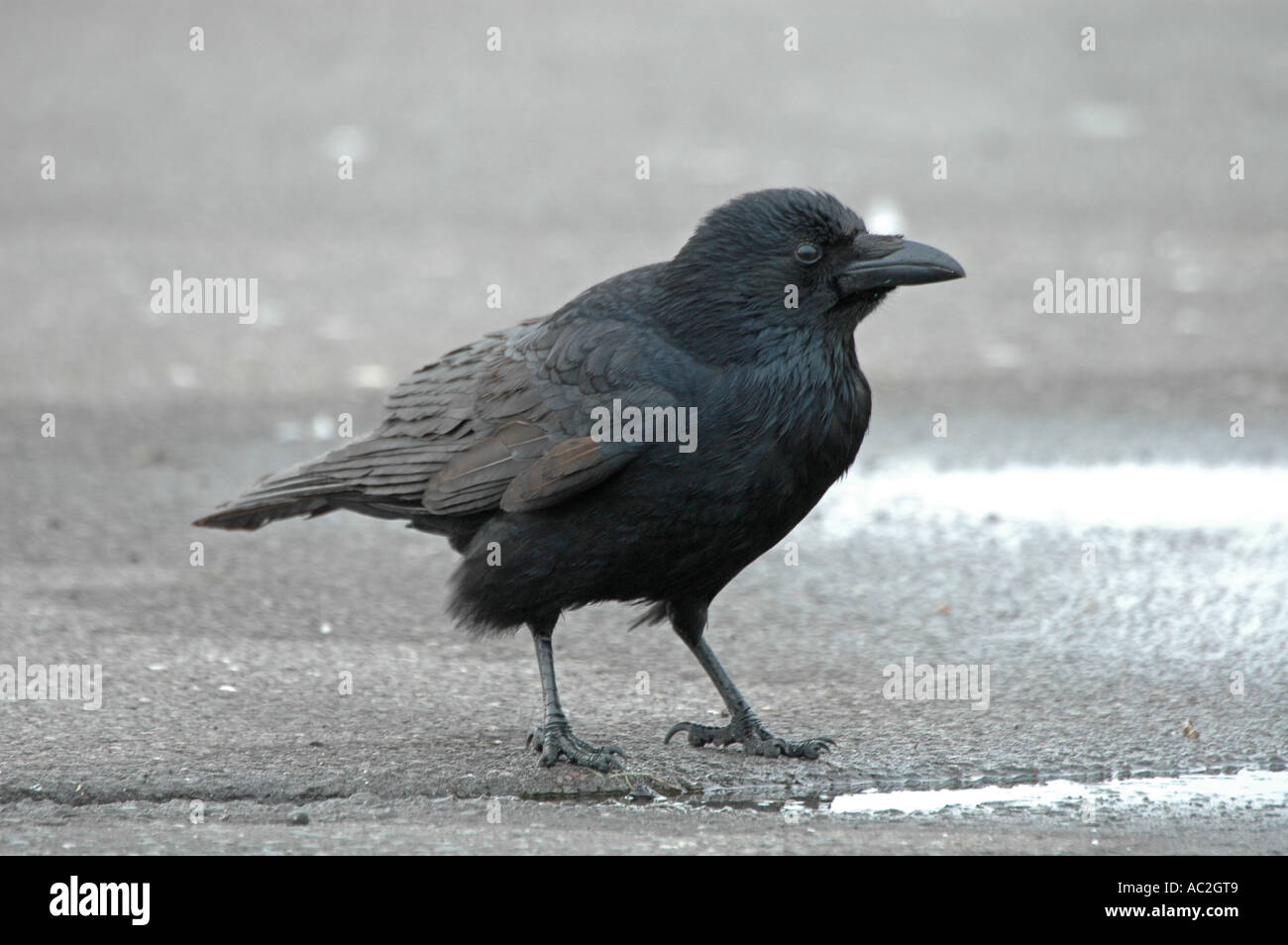 Crow road scotland hi-res stock photography and images - Alamy