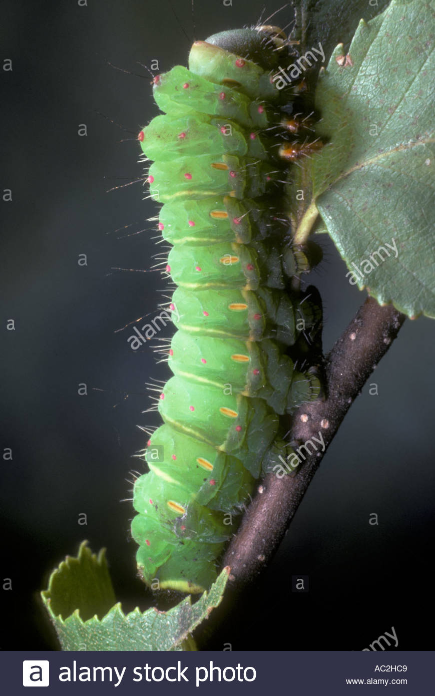 Luna Moth Caterpillar Stock Photos & Luna Moth Caterpillar Stock Images ...
