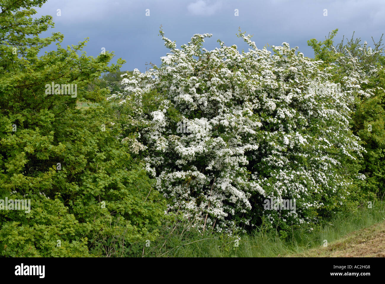 Hawthorne hedge hi-res stock photography and images - Alamy