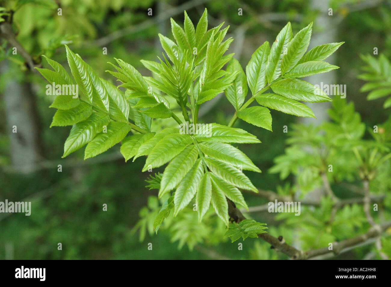 Ash leaves opening in spring Stock Photo - Alamy