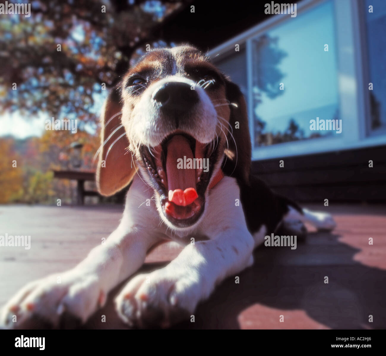 Beagle lies in the sun Stock Photo - Alamy