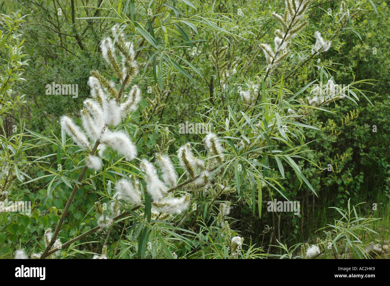 Downy willow hi-res stock photography and images - Alamy