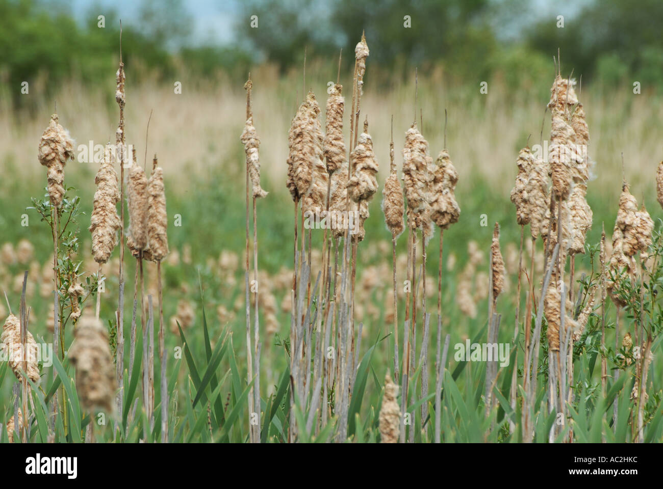 Seed dispersal of Great Reedmace Stock Photo - Alamy