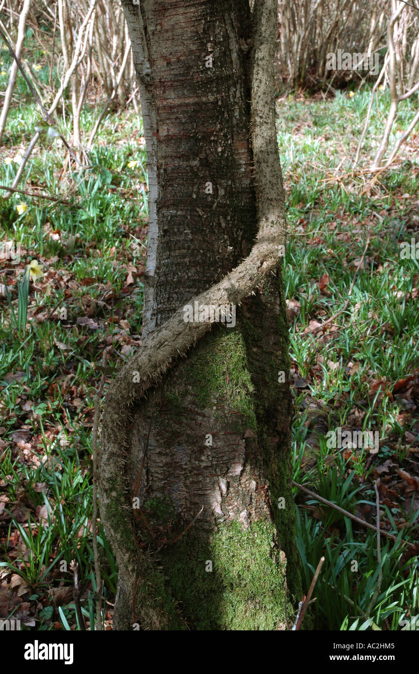 Silver birch forest dramatic hi-res stock photography and images - Alamy
