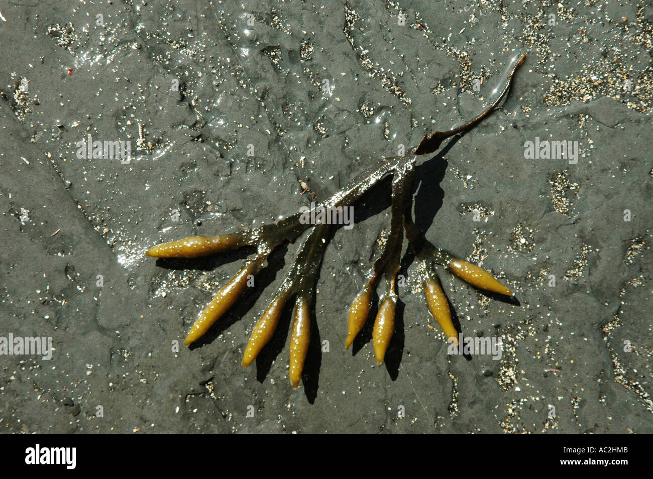Seaweed pods hi-res stock photography and images - Alamy