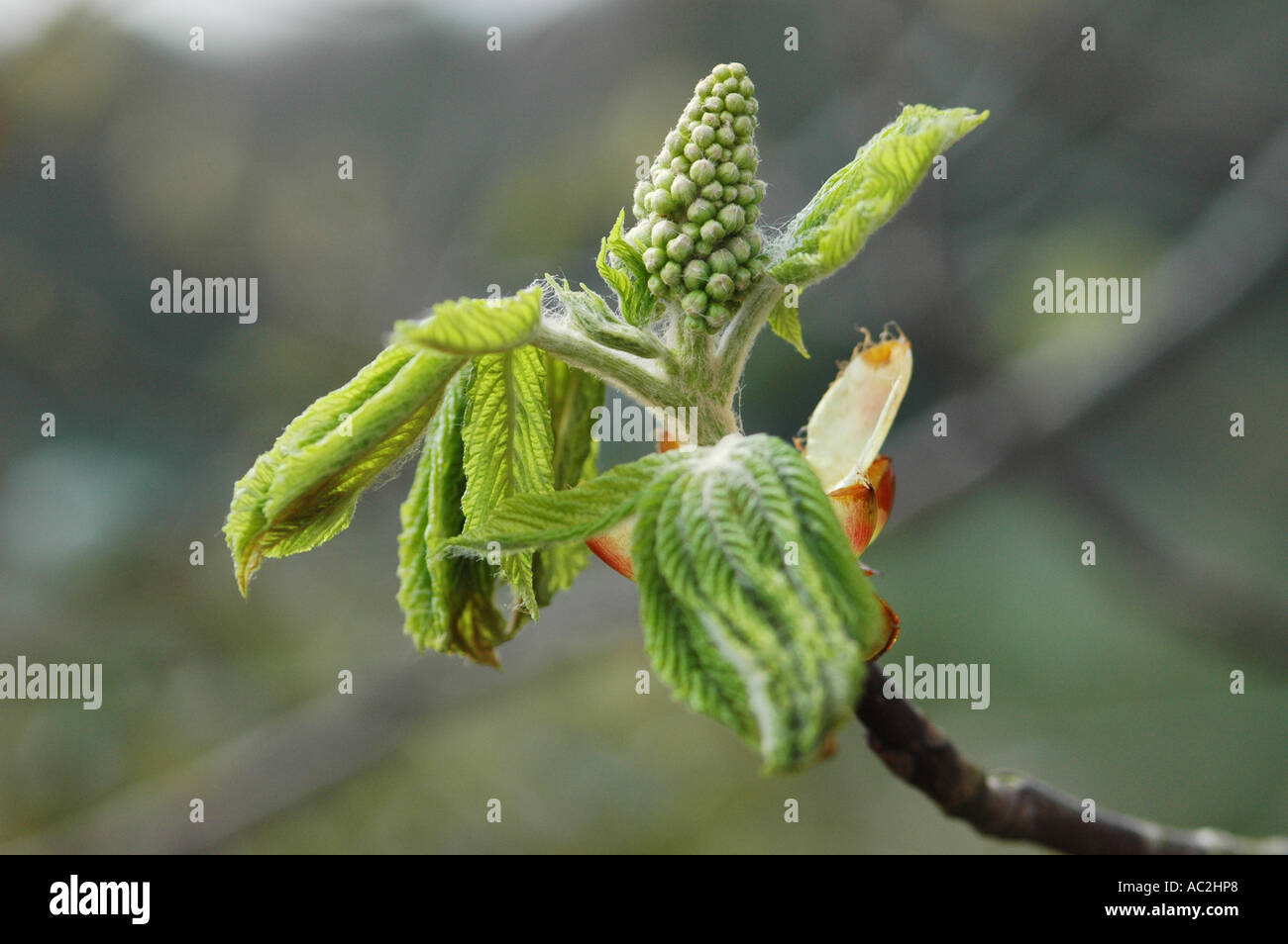 Horse Chestnut bud opening in spring Stock Photo - Alamy