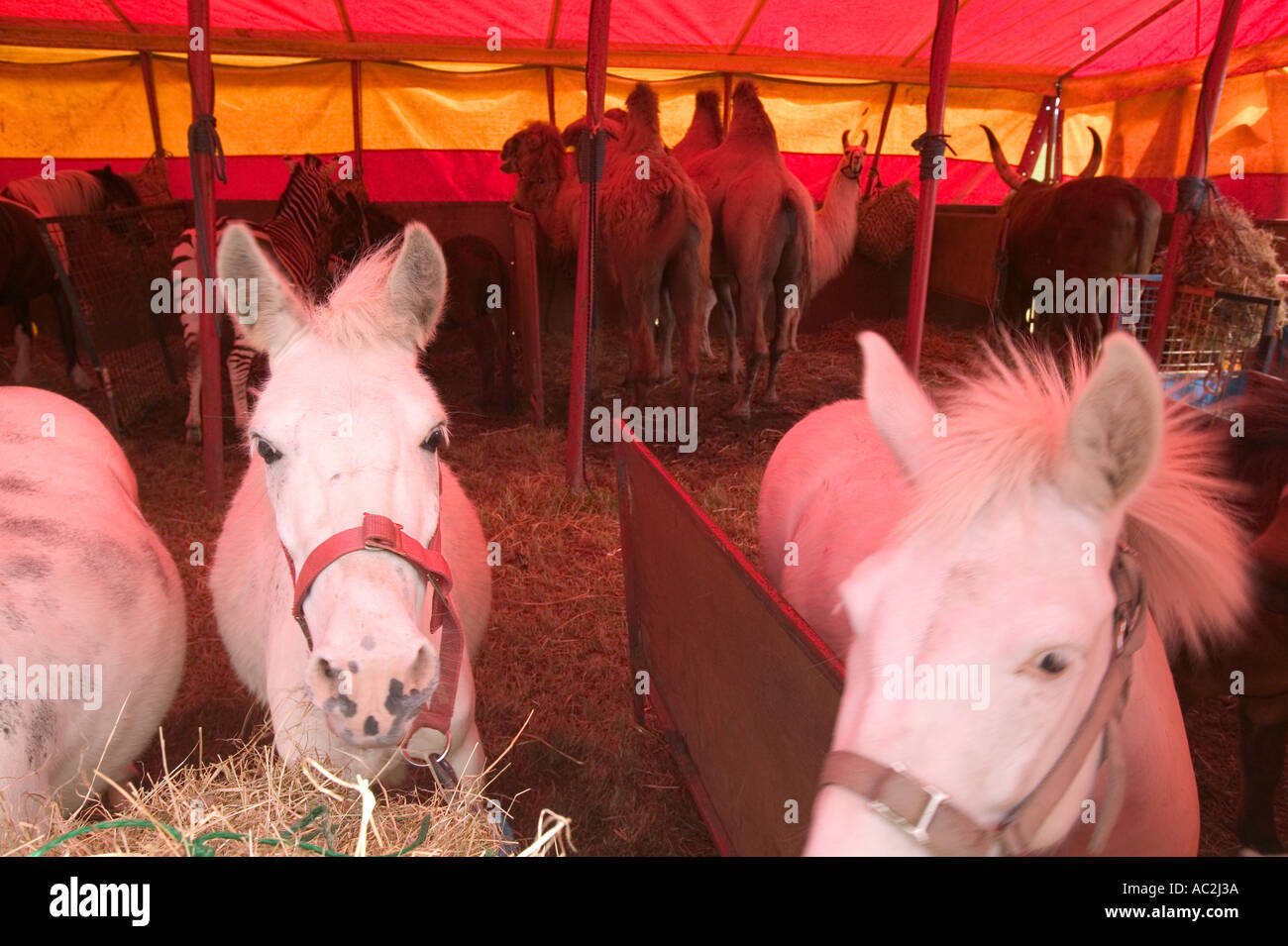 ponies used as circus animals in Jolly s circus Stock Photo - Alamy