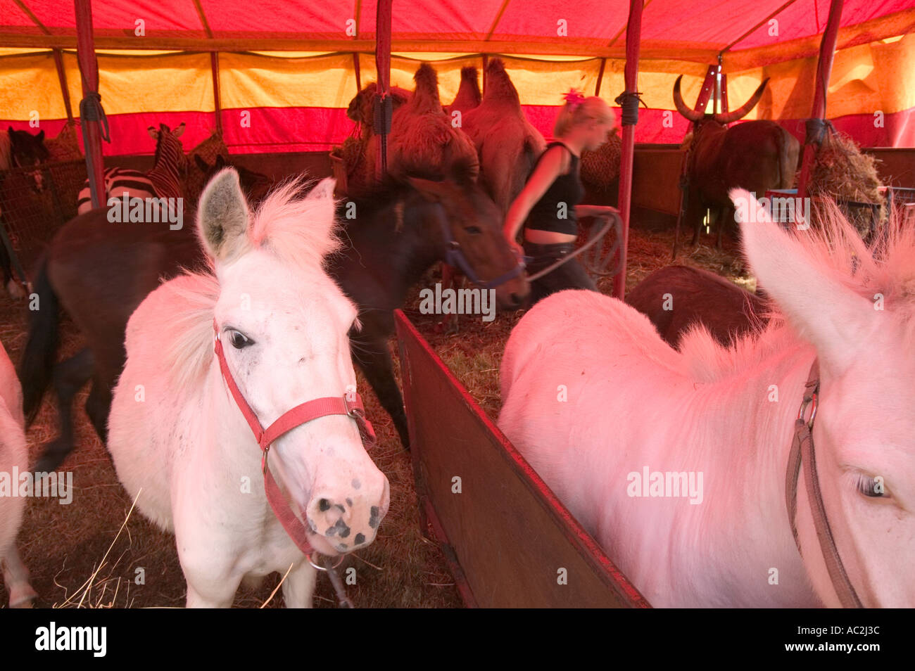 ponies used as circus animals in Jolly s circus Stock Photo - Alamy