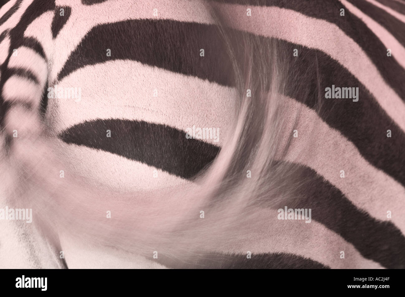 Tail swish hi-res stock photography and images - Alamy