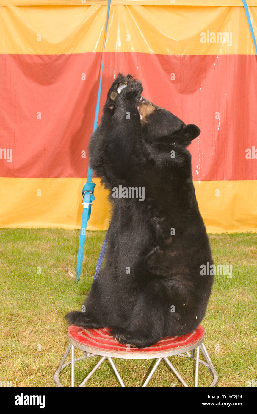 A Black Bear used as a circus animal by Jolly s circus performs tricks ...