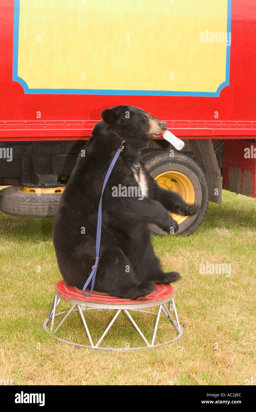 A Black Bear used as a circus animal by Jolly s circus performs tricks ...