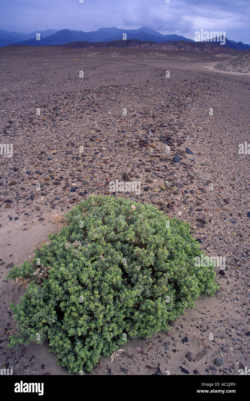 Desert Holly in a dry wash below the Black Mountains in Death Valley ...