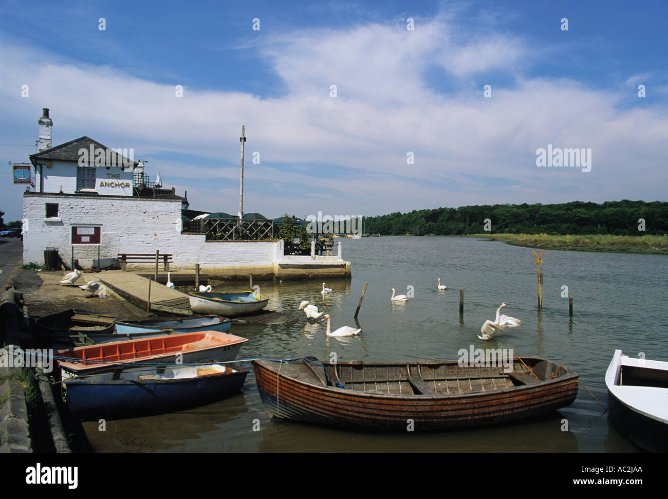 Swans and rowboats tied up at Rowhedge by The Anchor pub at high tide ...