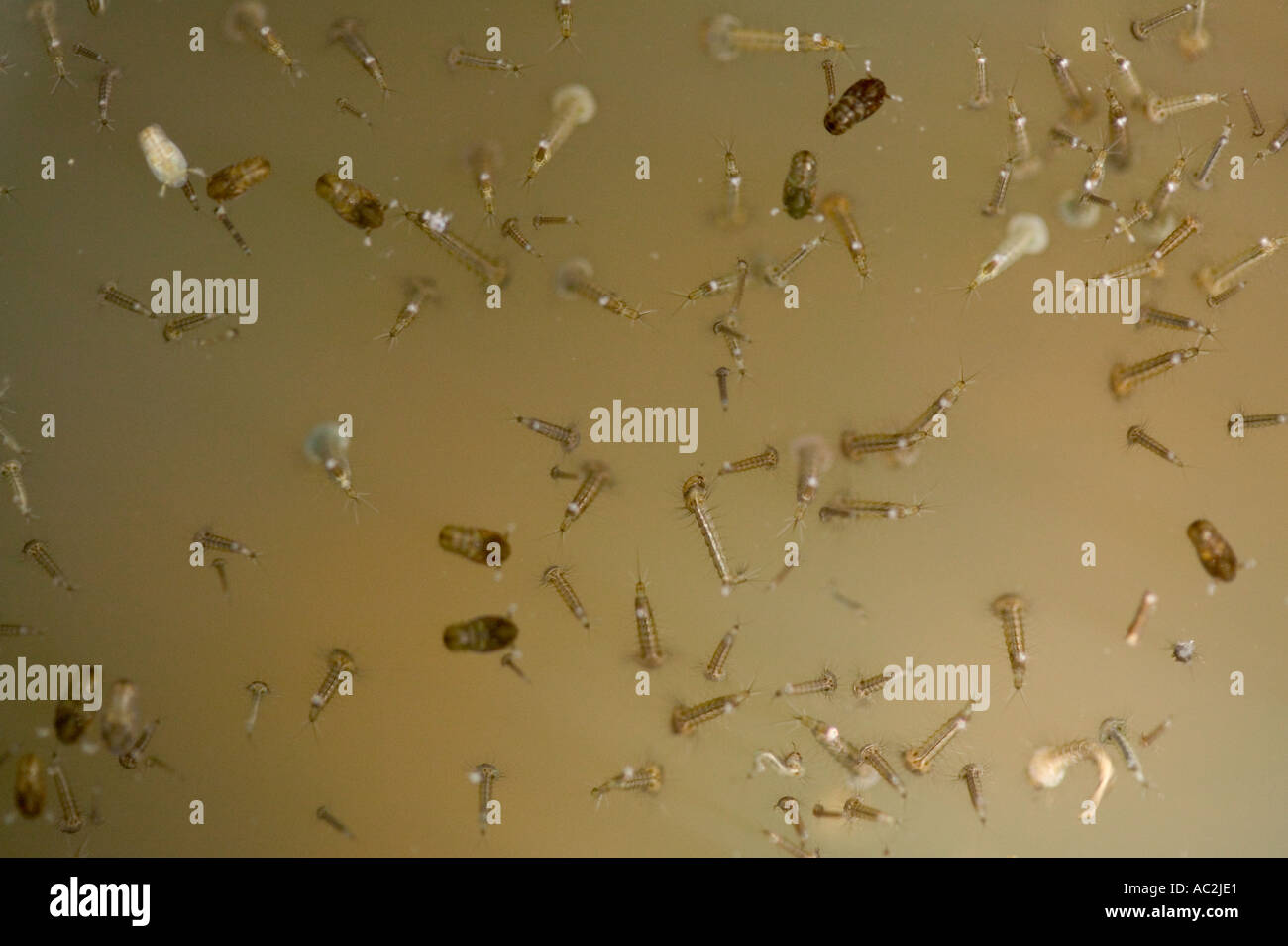 Mosquito Larva In Pond