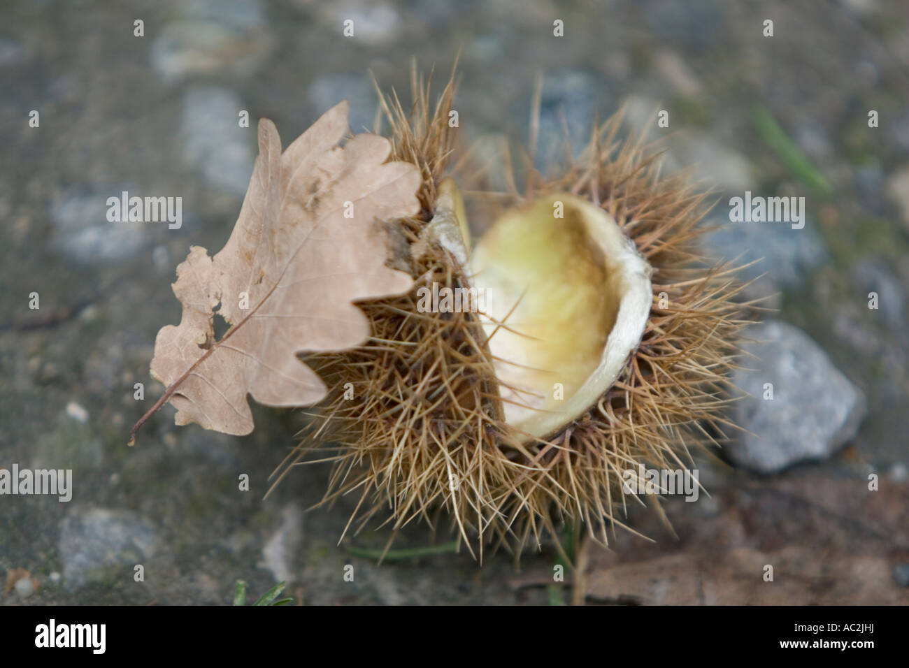 Empty chestnut husk Stock Photo - Alamy