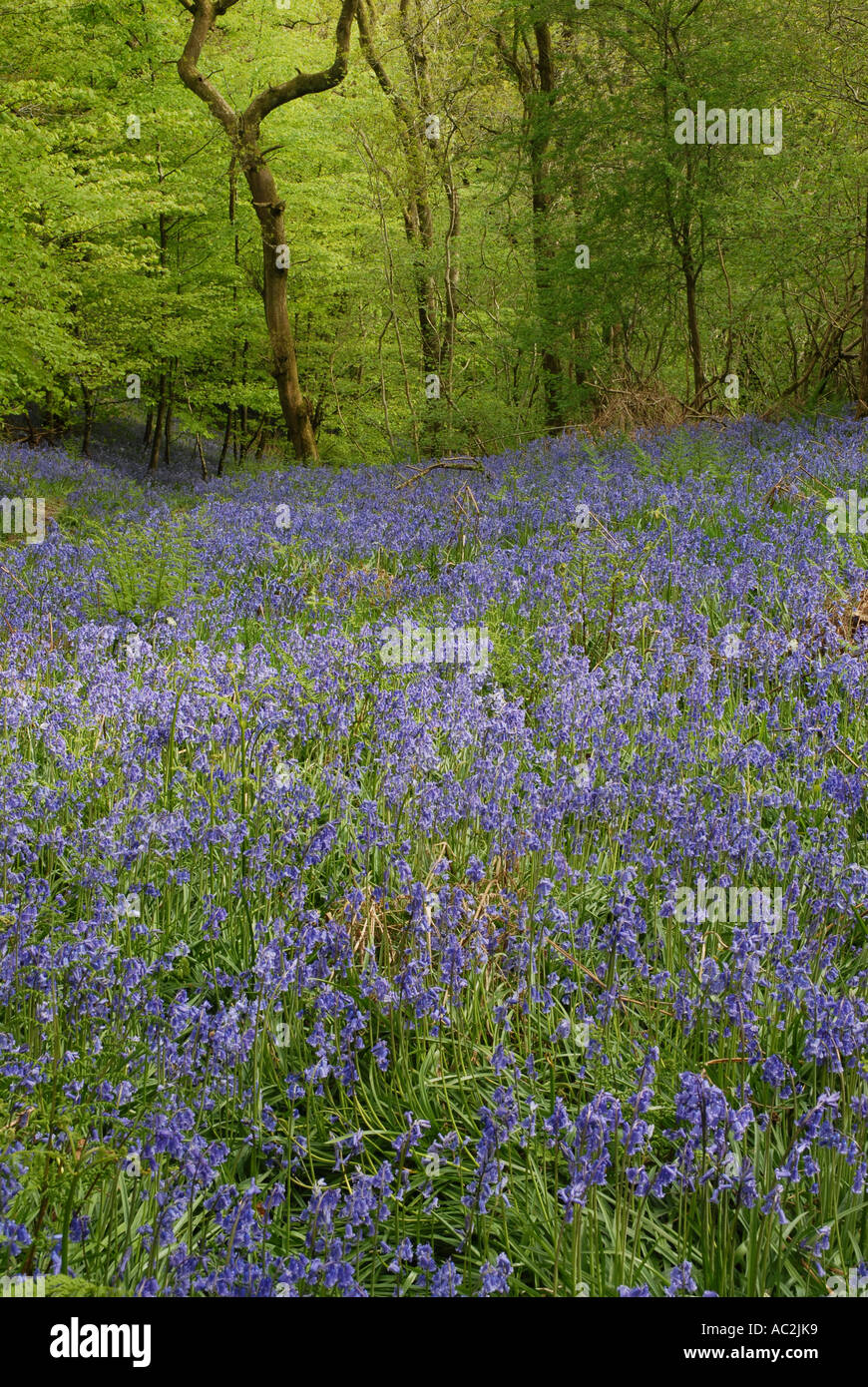 Bluebells arrangement hi-res stock photography and images - Alamy