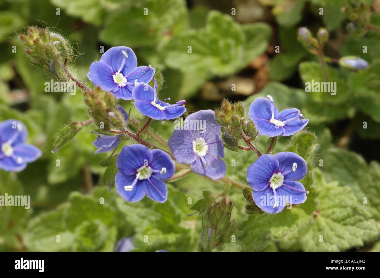 Tiny blue Common Field Speedwell flowers in close up Stock Photo - Alamy