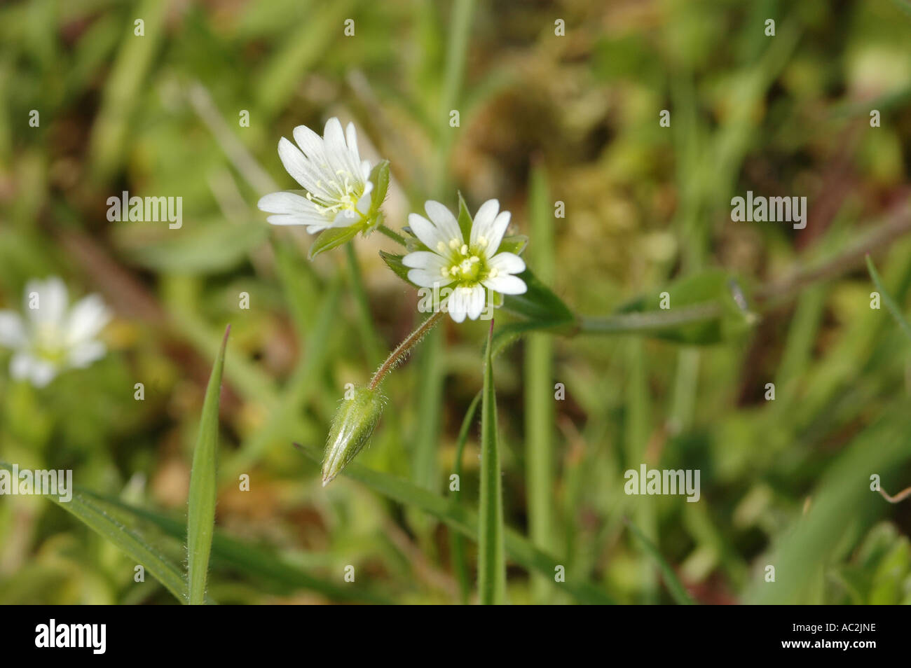 Lesser Stitchwort Stock Photos & Lesser Stitchwort Stock Images - Alamy