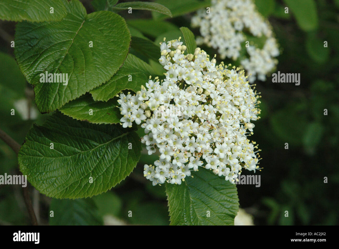 Wayfaring tree uk hi-res stock photography and images - Alamy