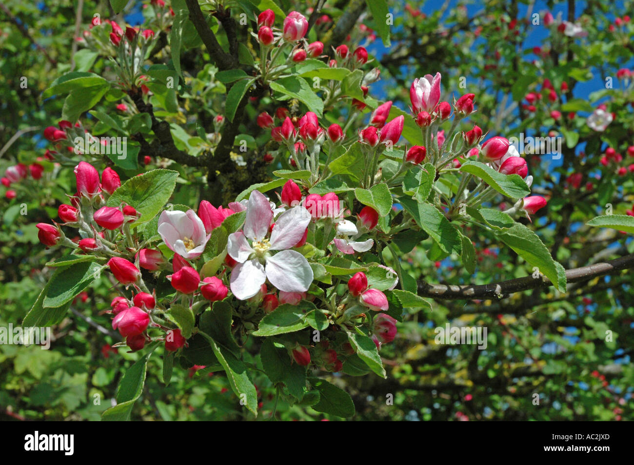Red blossom on apple tree hi-res stock photography and images - Alamy