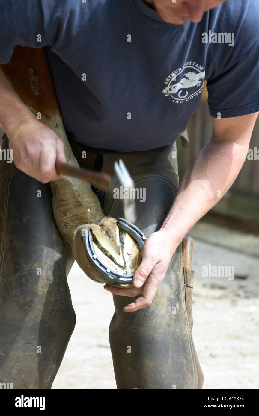 Farrier shoeing a horse in the uk hi-res stock photography and images ...