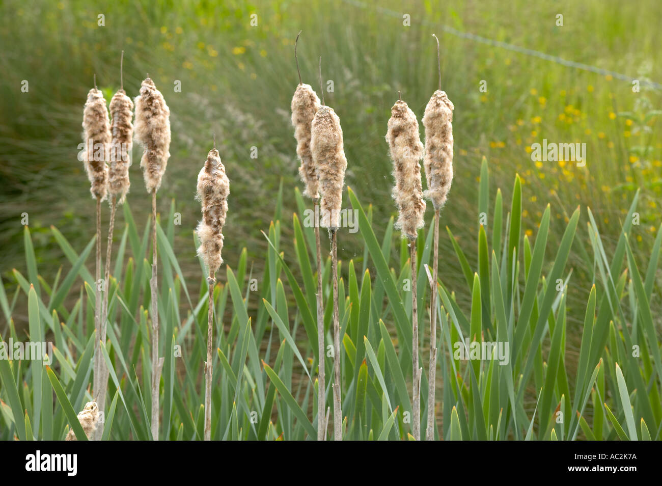 Bulrushes Reedmace in wildlife pond Stock Photo - Alamy
