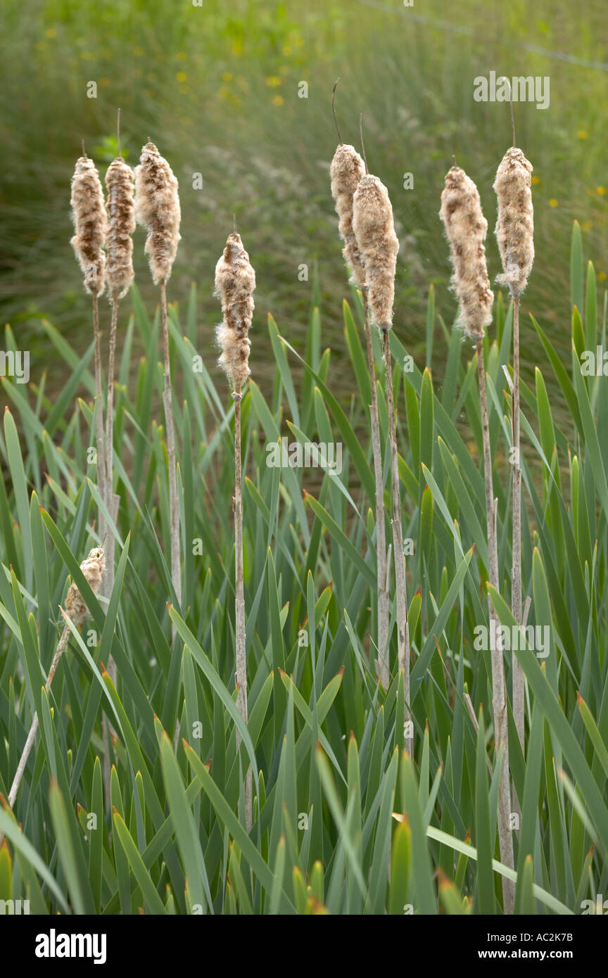 Bulrushes Reedmace in wildlife pond Stock Photo - Alamy