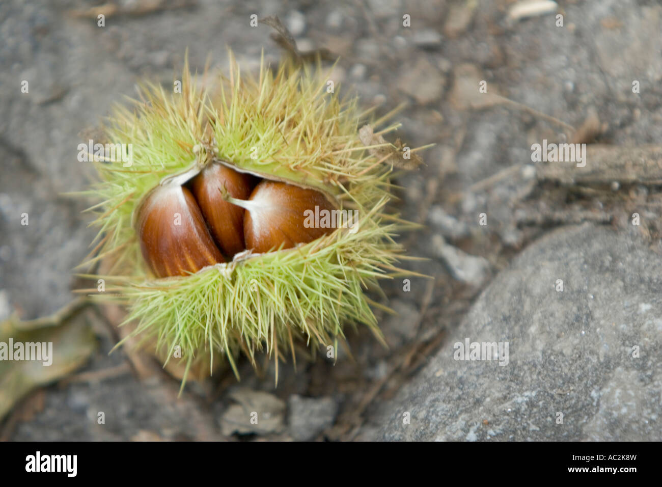 Opening chestnut husk Stock Photo - Alamy