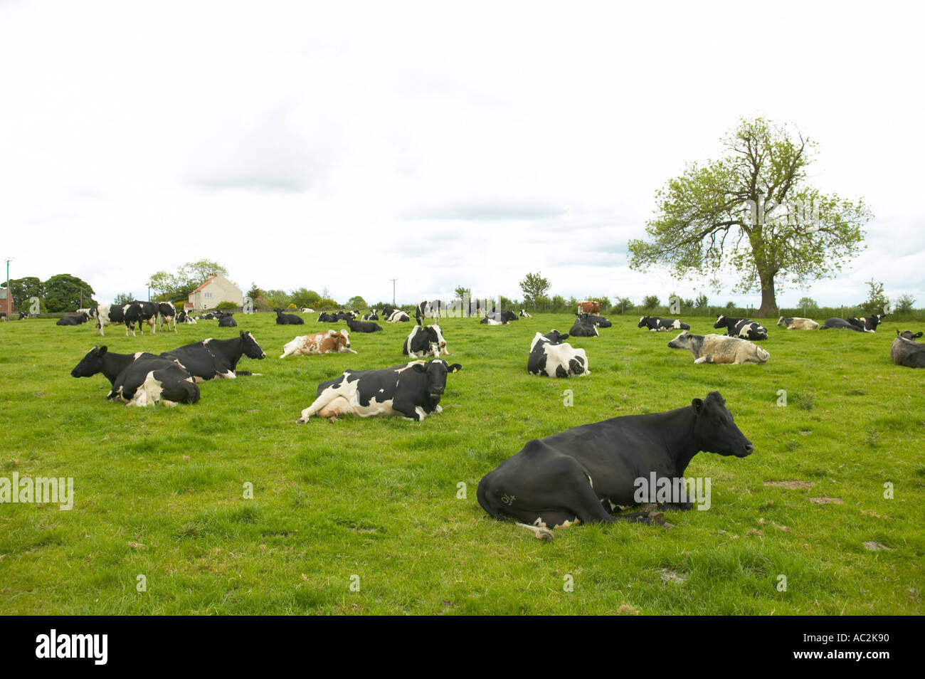 British Holstein Friesian cattle on an organic dairy farm Stock Photo ...