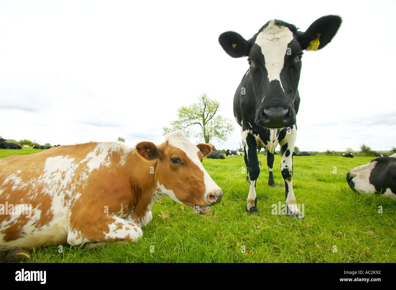 British Holstein Friesian cattle on an organic dairy farm Stock Photo ...