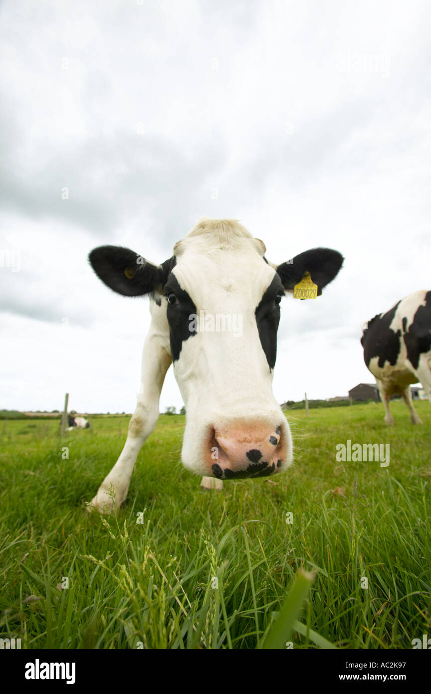 British Holstein Friesian cattle on an organic dairy farm Stock Photo ...