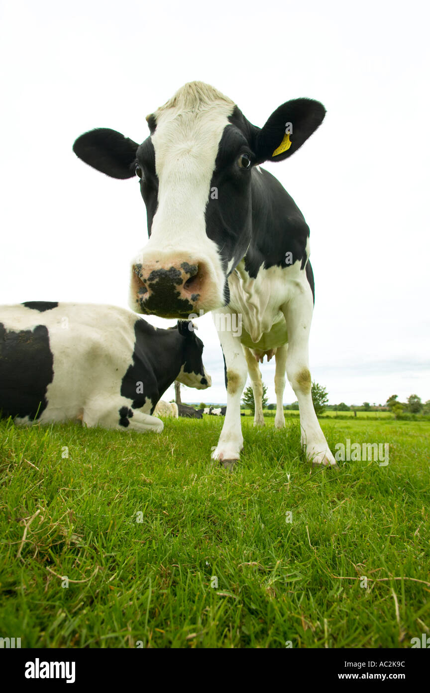 British Holstein Friesian cattle on an organic dairy farm Stock Photo ...
