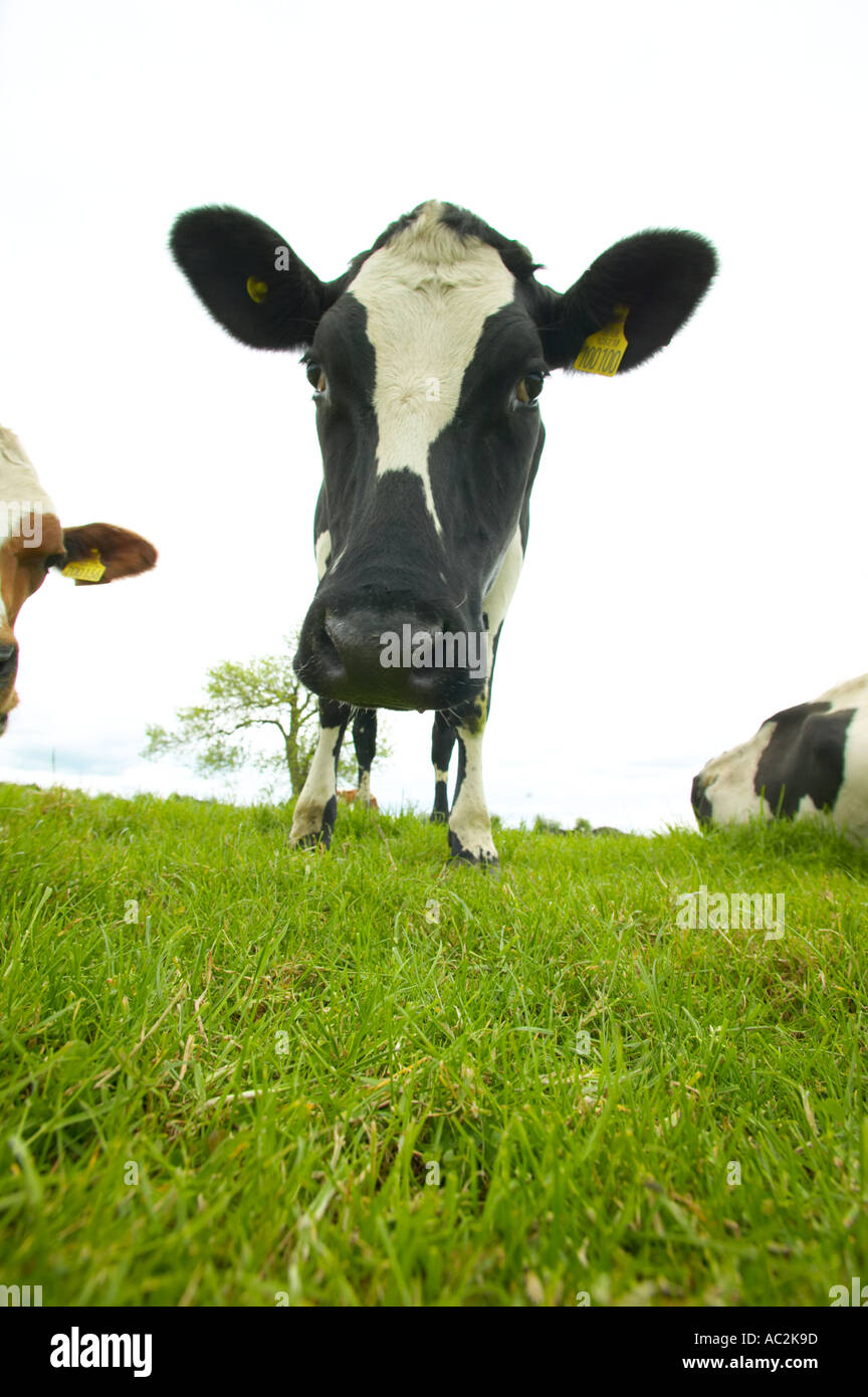 British Holstein Friesian cattle on an organic dairy farm Stock Photo ...
