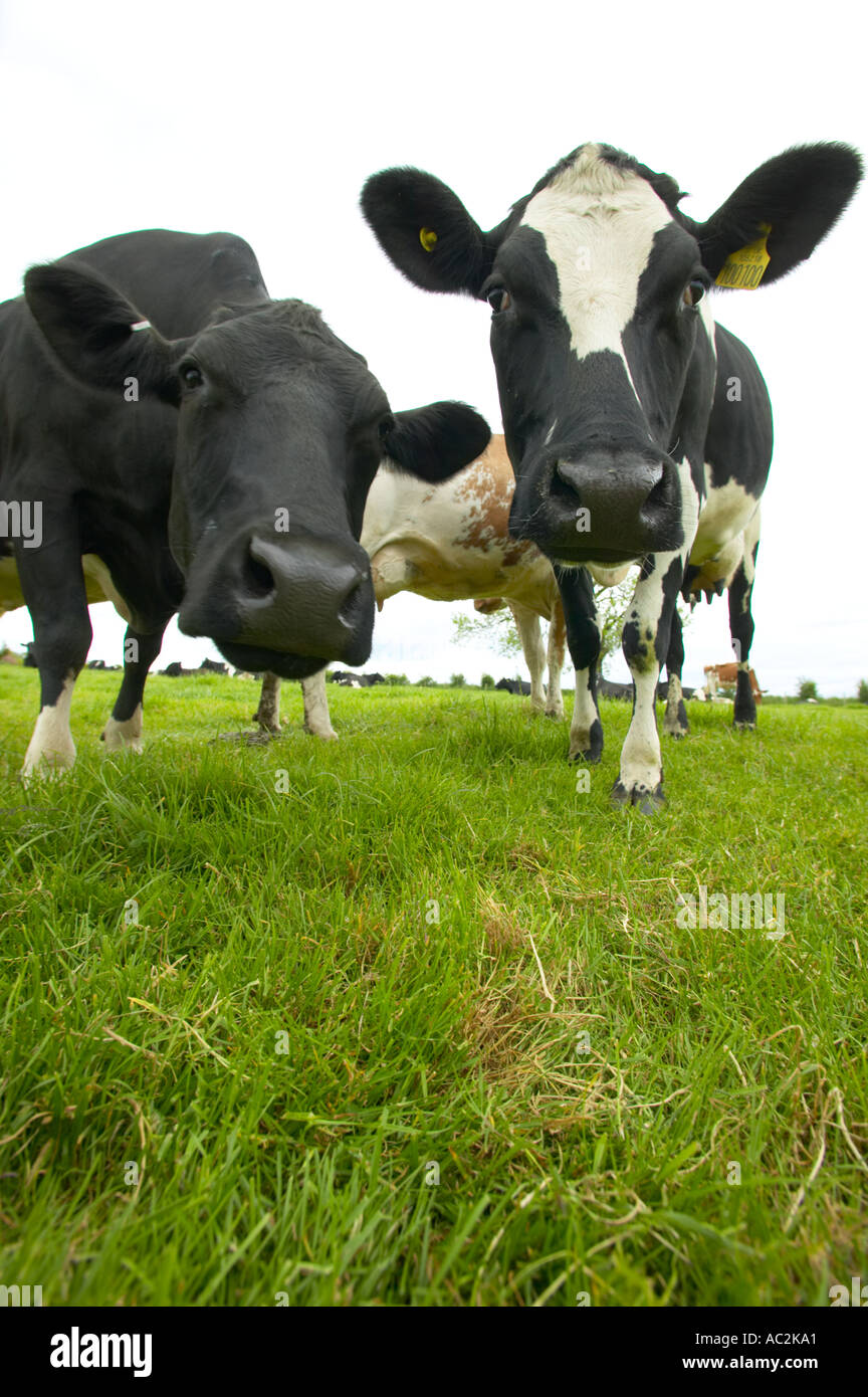 British Holstein Friesian cattle on an organic dairy farm Stock Photo ...