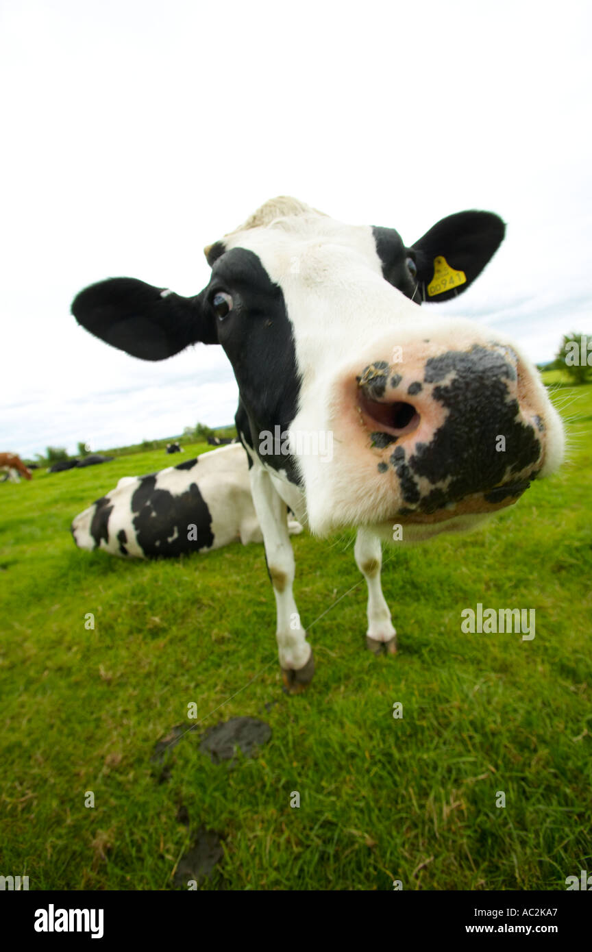 British Holstein Friesian cattle on an organic dairy farm Stock Photo ...