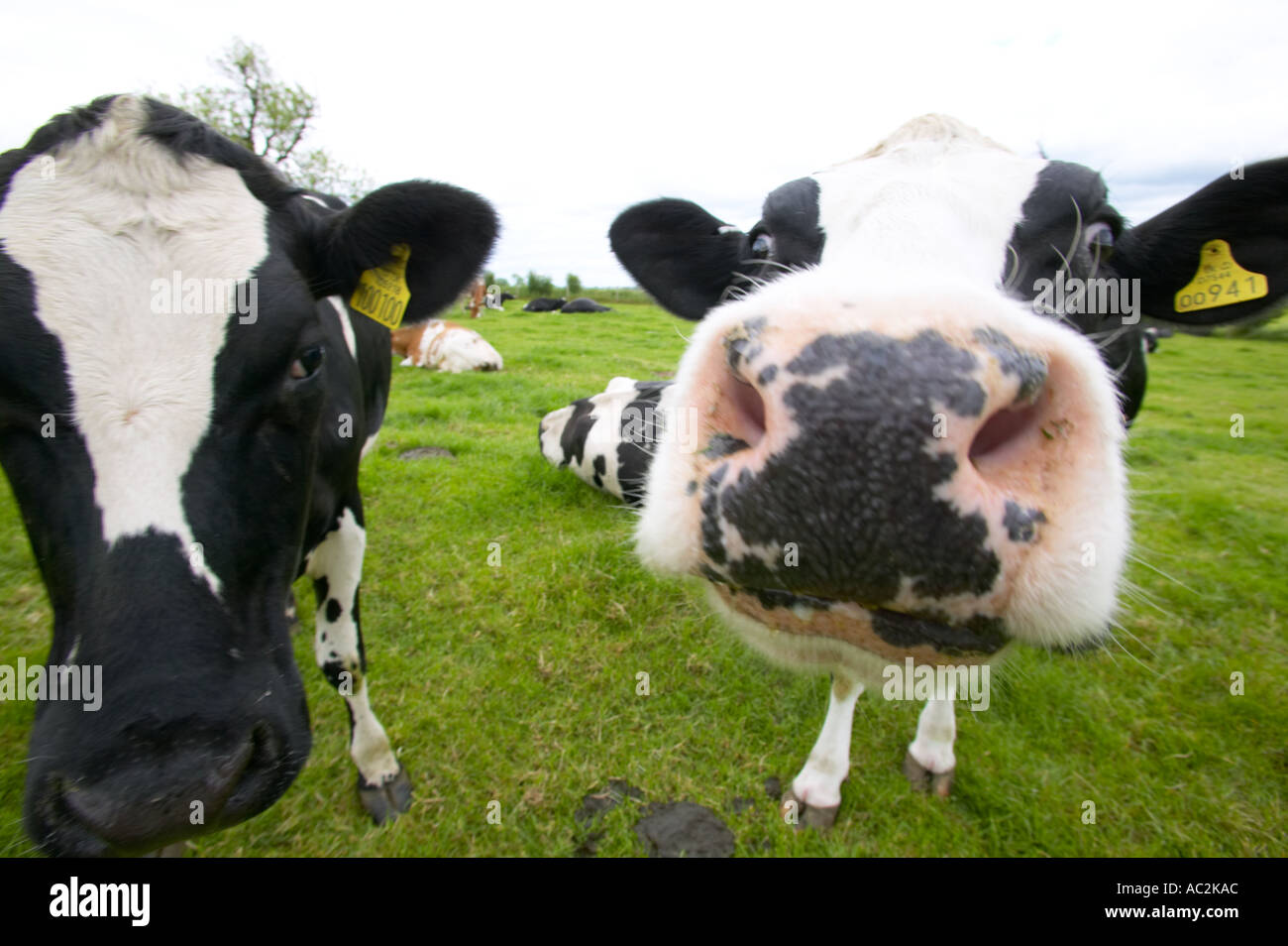 British Holstein Friesian cattle on an organic dairy farm Stock Photo ...