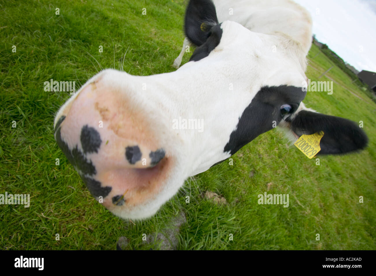 British Holstein Friesian cattle on an organic dairy farm Stock Photo ...