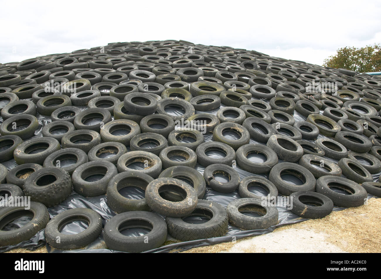 silage clamp on dairy farm Stock Photo - Alamy
