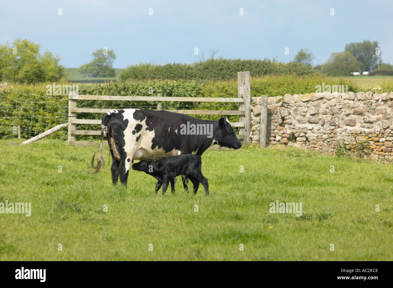 British Holstein Friesian cow with newborn calf Stock Photo - Alamy