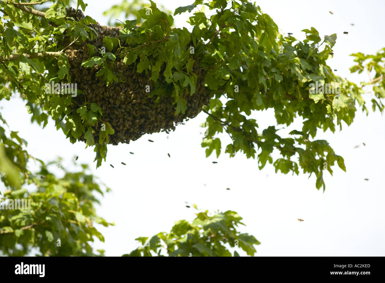 Swarm of Honey Bees on oak tree Stock Photo - Alamy