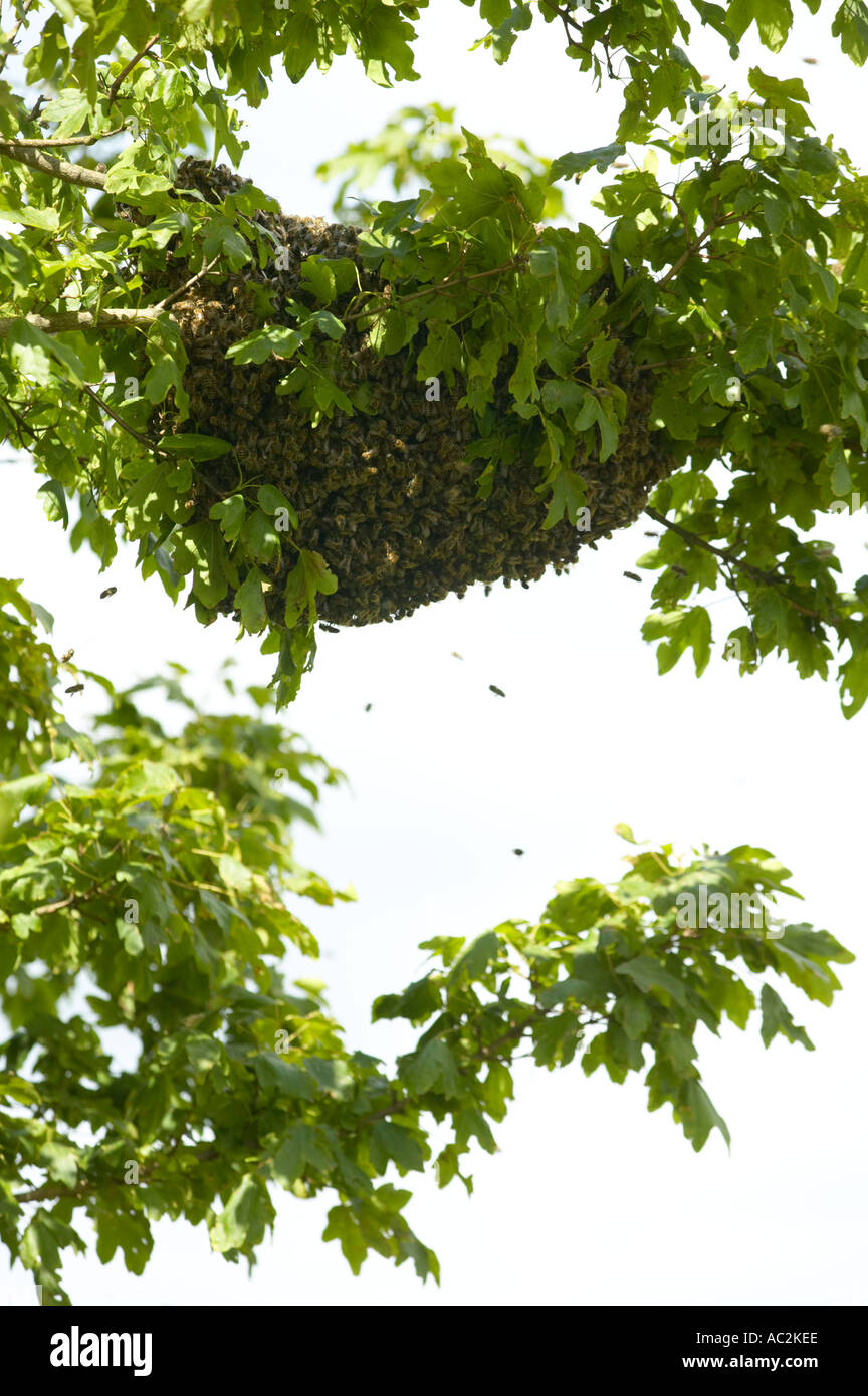 Swarm of Honey Bees on oak tree Stock Photo - Alamy