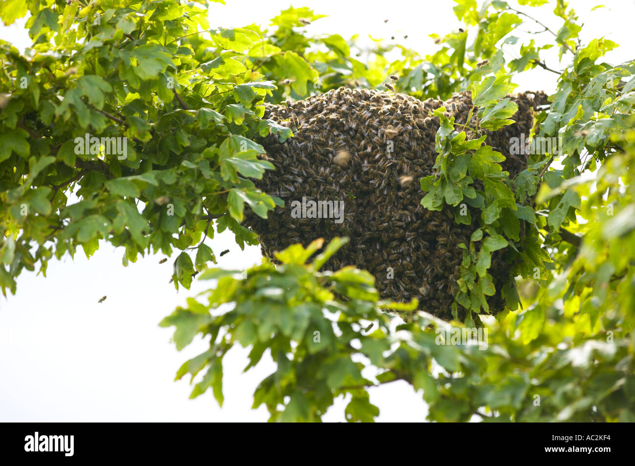 Swarm of Honey Bees on oak tree Stock Photo - Alamy