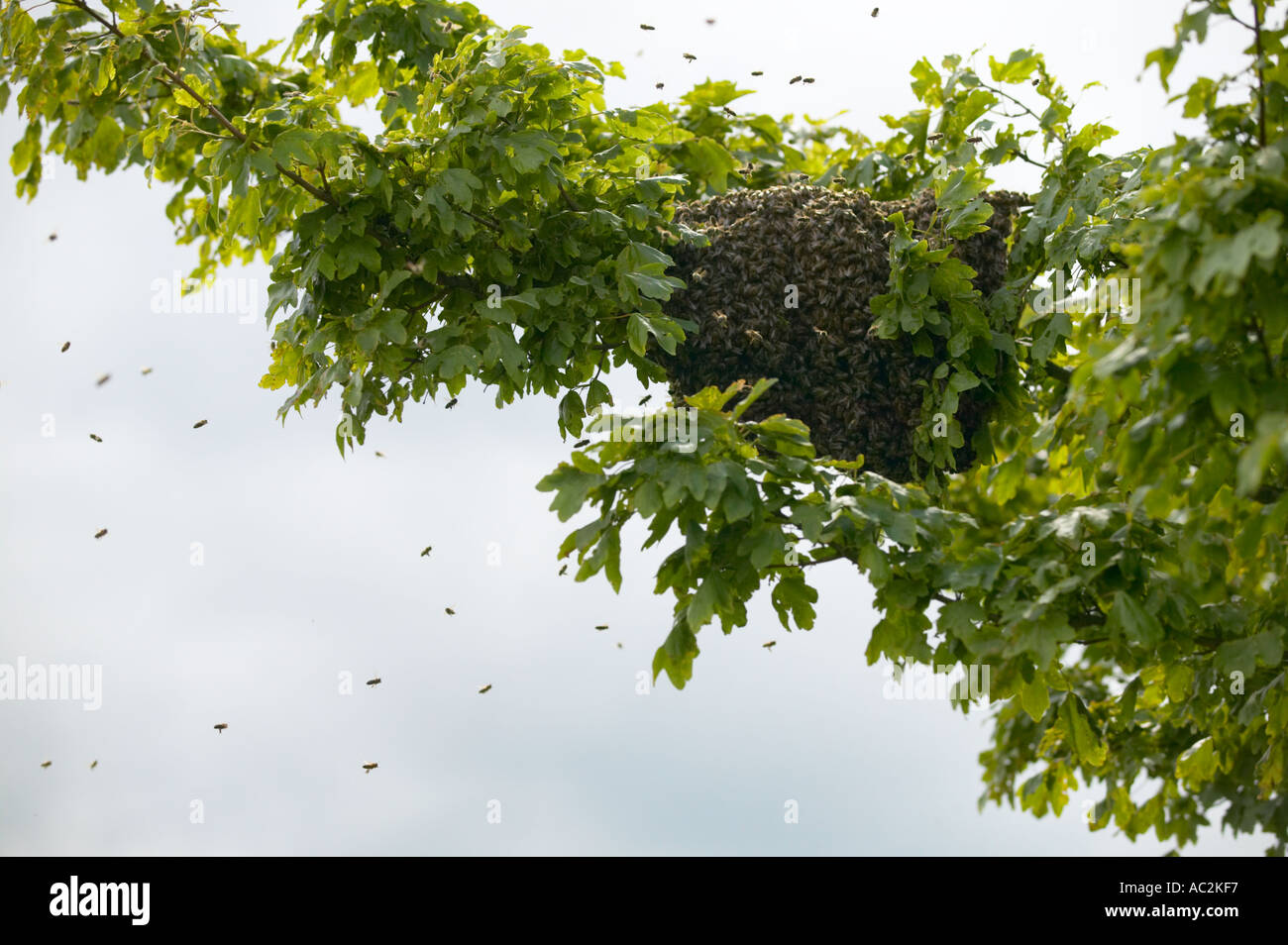 Swarm of Honey Bees on oak tree Stock Photo - Alamy