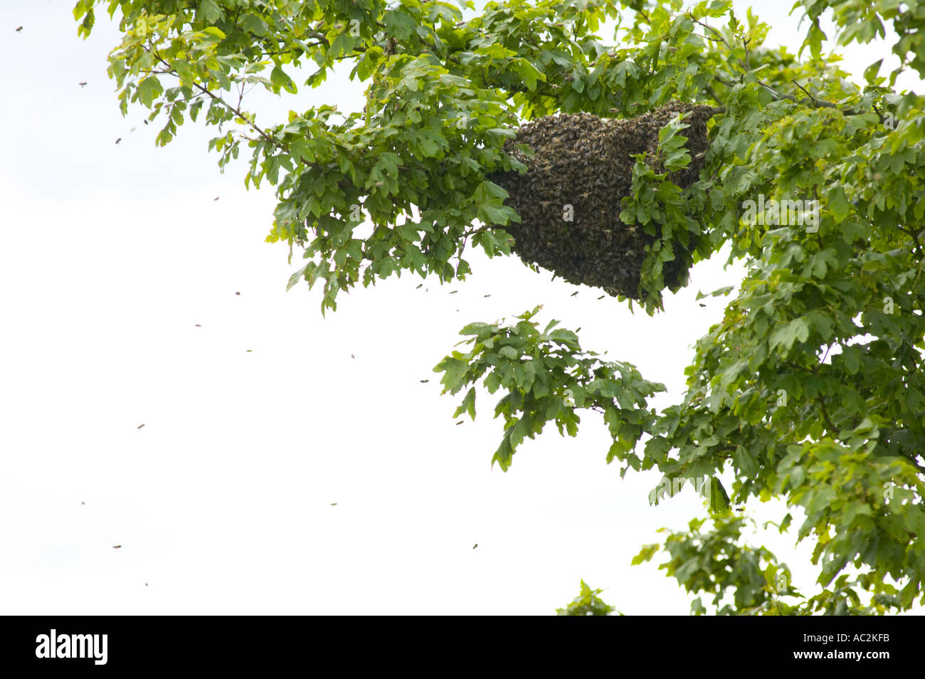 Swarm of Honey Bees on oak tree Stock Photo - Alamy