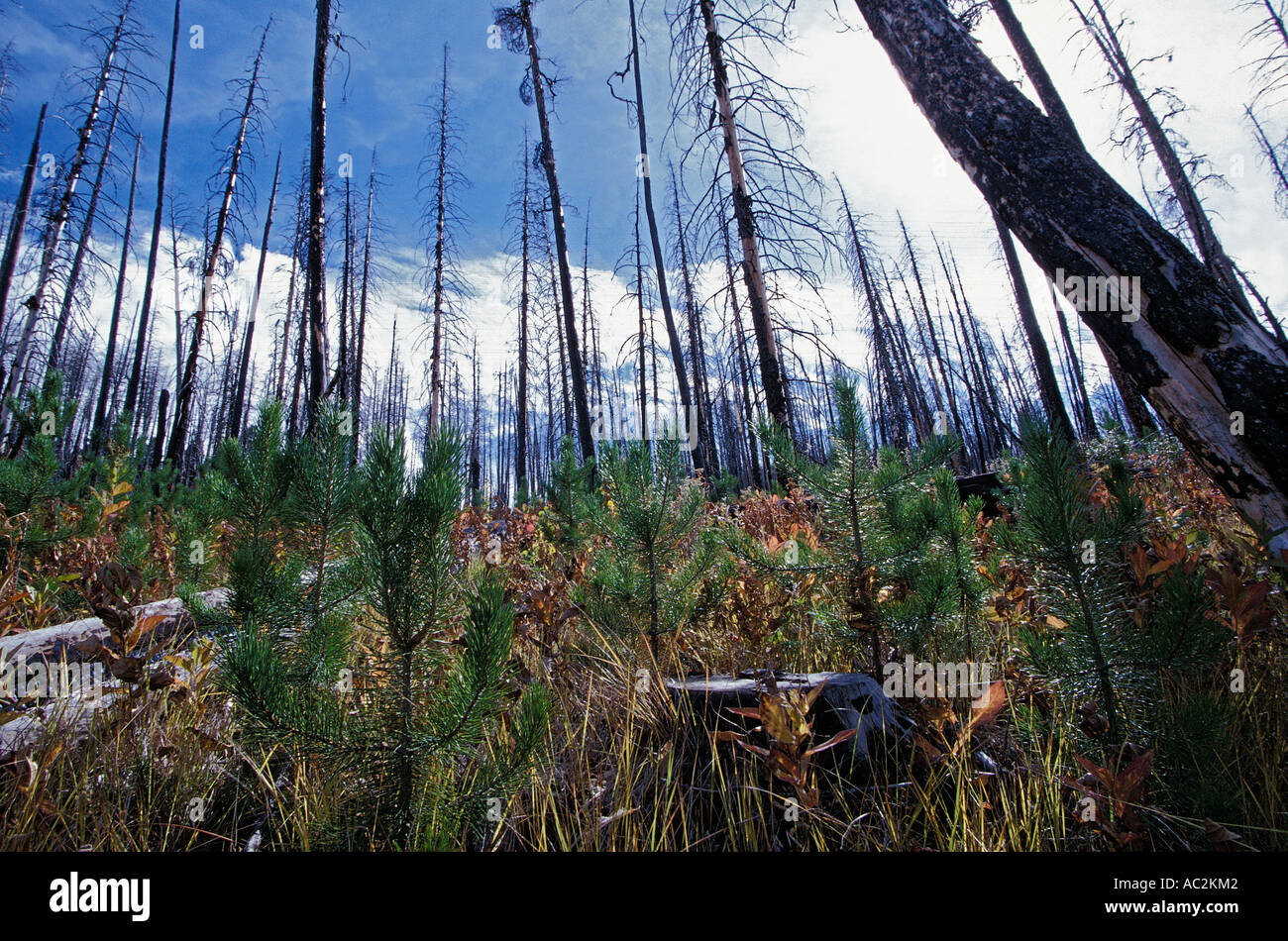 Yellowstone forest fire aftermath hi-res stock photography and images ...